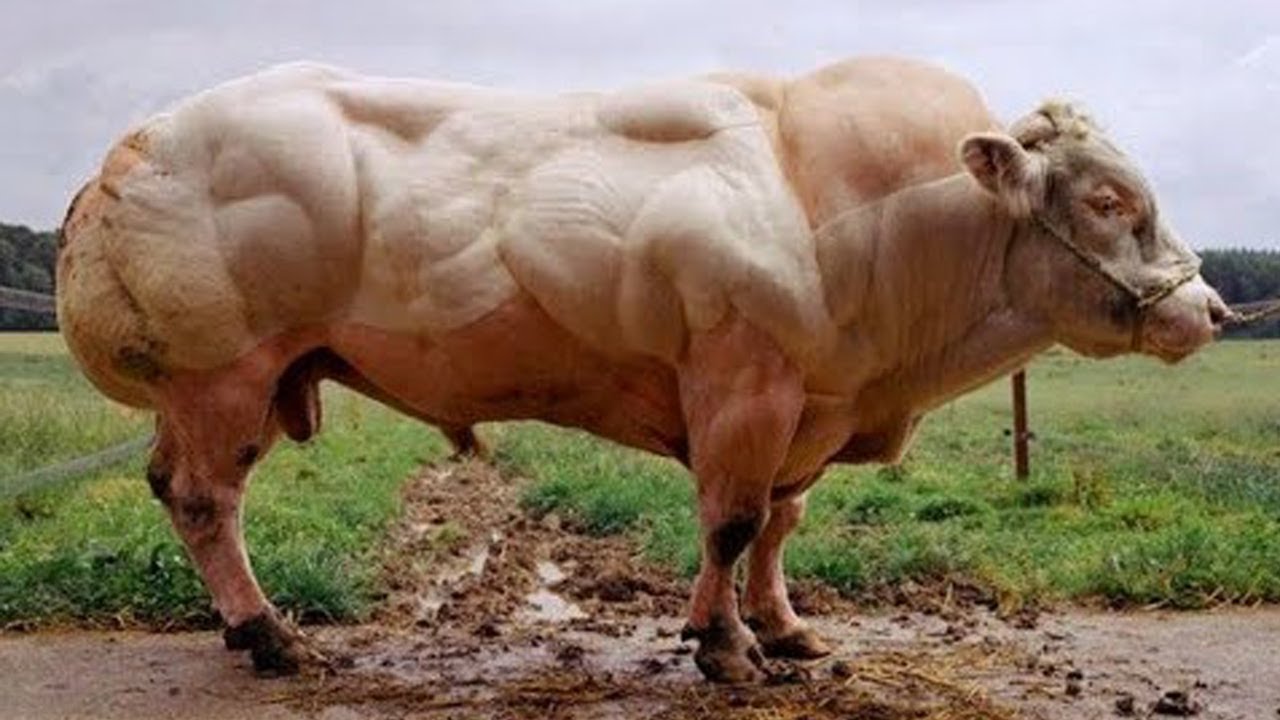 Incredible Cow FARMING Processing Technology - Amazing MODERN farming transport Milking method