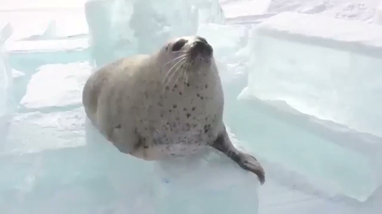 Seal clapping -2