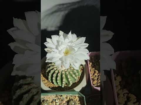Discocactus Horstii in full bloom. #cactus
