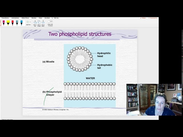 Understanding the Phospholipid Bilayer: The Foundation of Cell ...