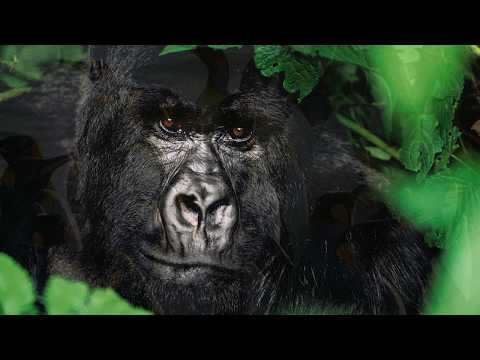 Thomas D. Mangelsen on Wildlife Art