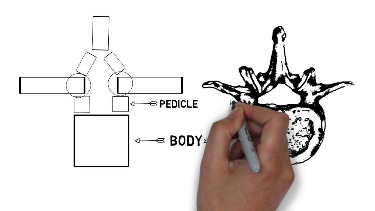Learn The Parts of the Vertebrae