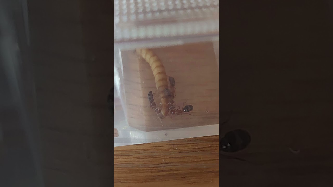 Story Of My Camponotus Decipiens Colony