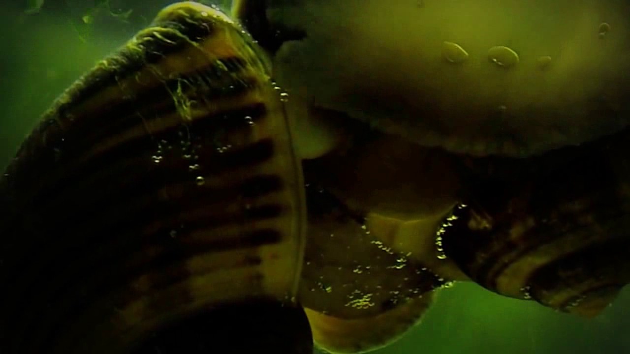 How Snails Arrgh Made (WARNING)