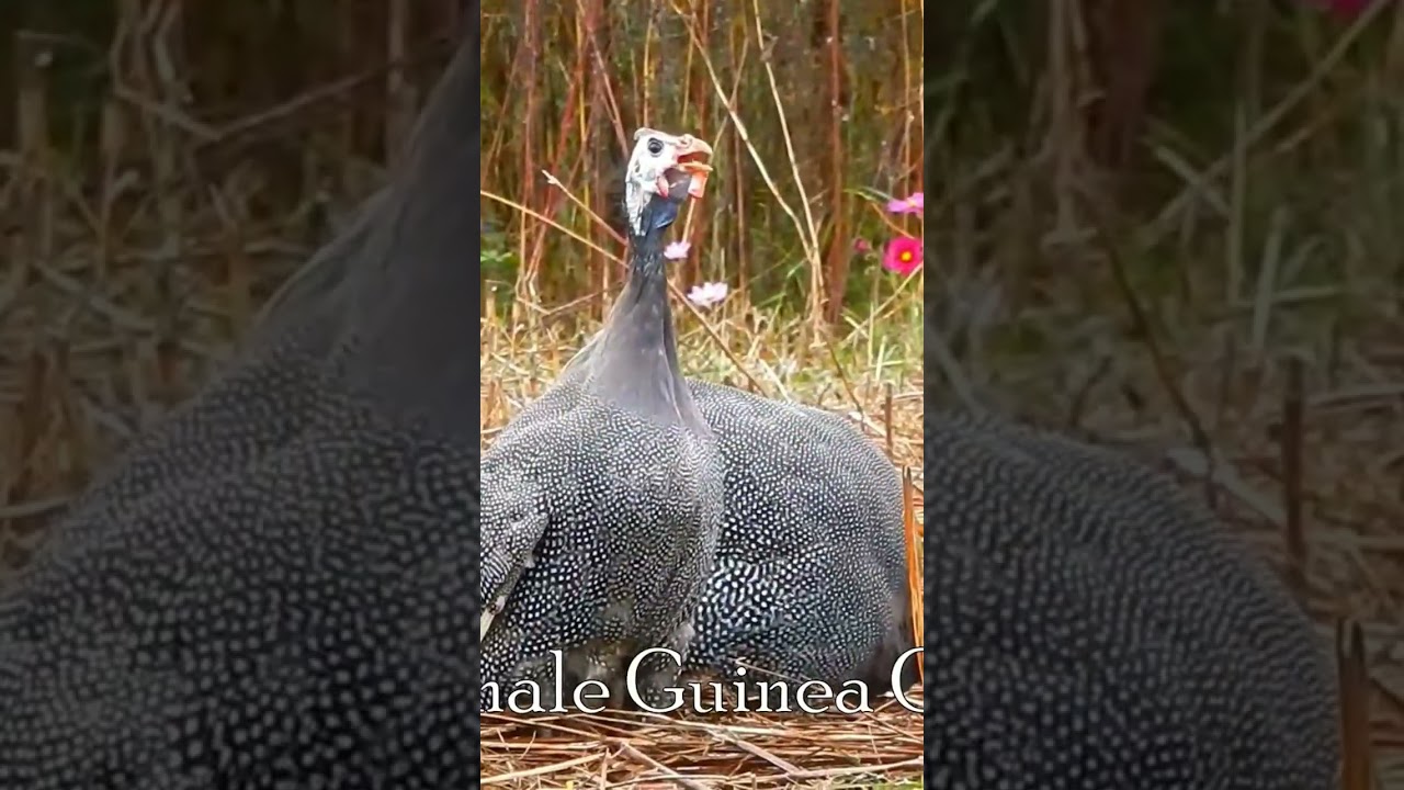 How To Tell The Difference Between Guinea Hens #how #guineafowl #birds #farm #animals #facts