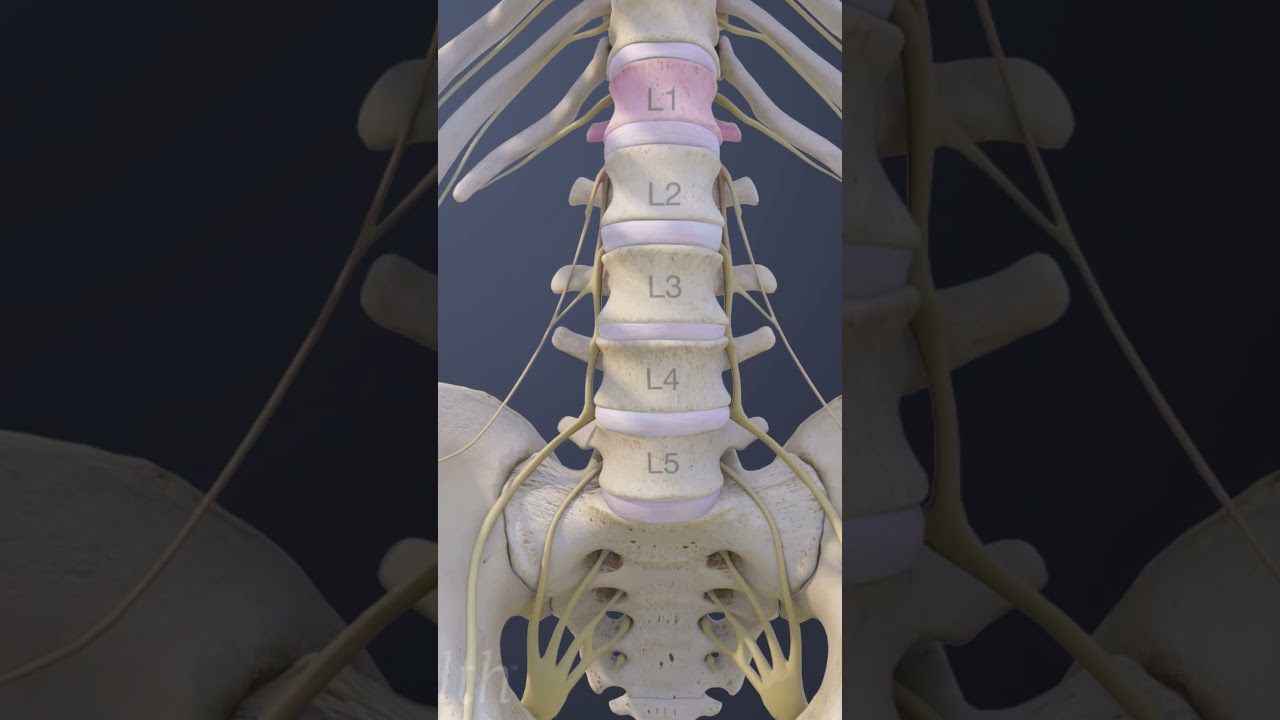 Lumbar Nerve Anatomy