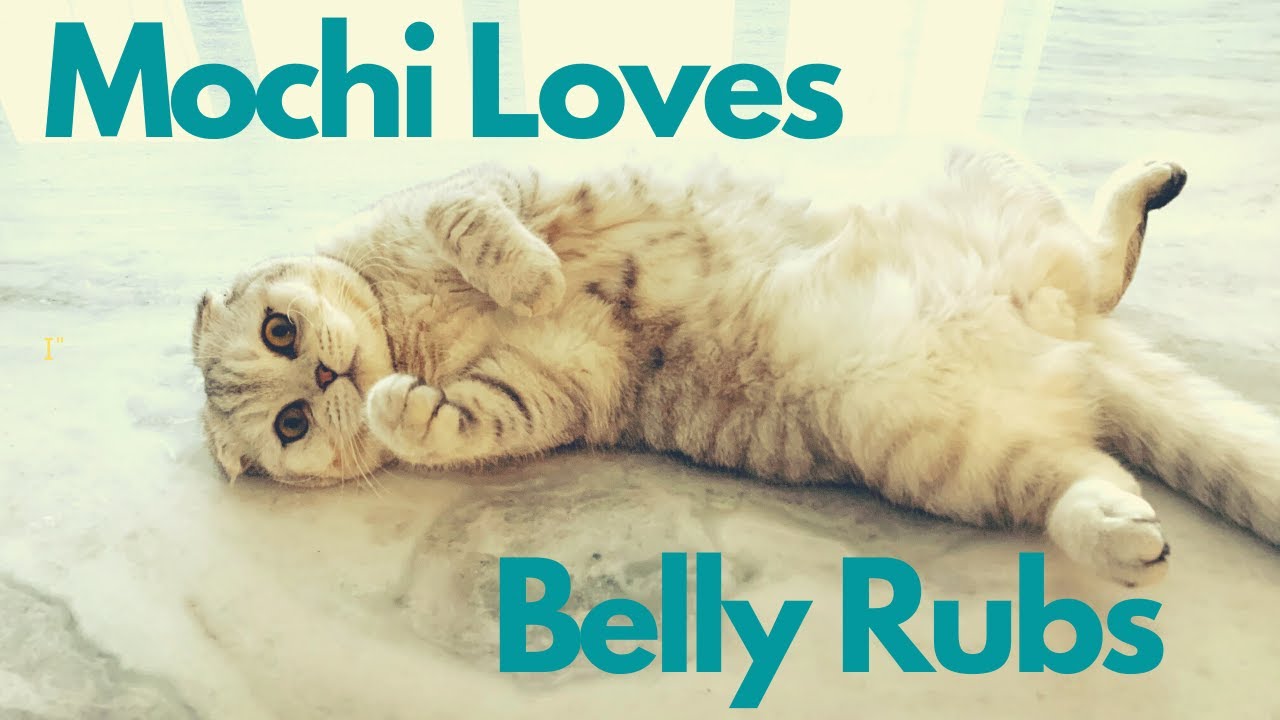 Mochi Loves Belly Rubs