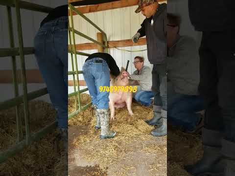 Pig holde catcher. #pigequiment #pigging #piggerybusiness #pigdryfarming #pighusbandry