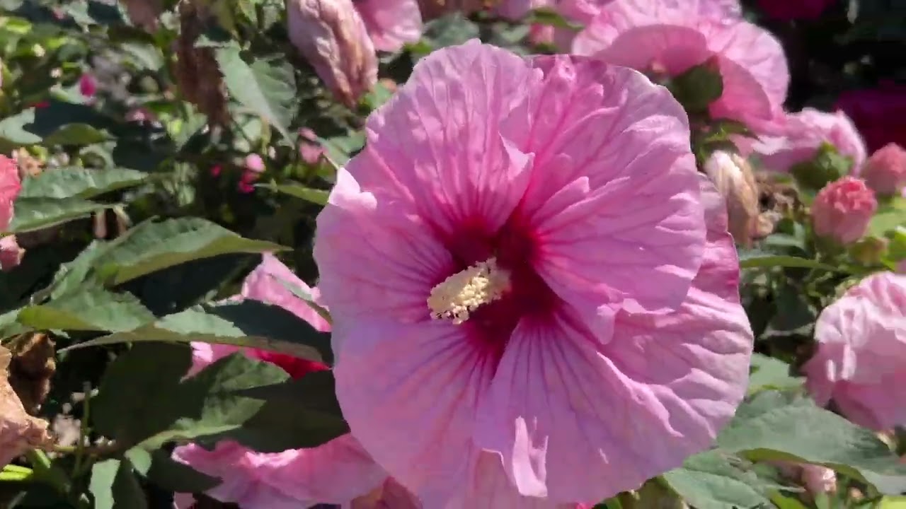 Hardy Hibiscus Comparison