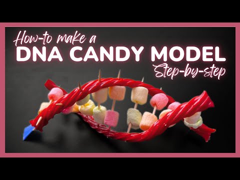 How to make a DNA Candy Model with Marshmallows!