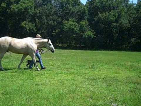 Dixie & Zippy & Freedom