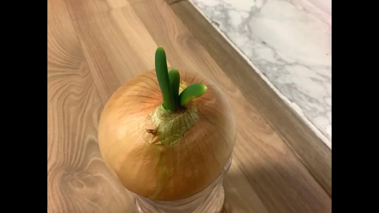 [NeoVim] [Rust] benchmarking echo server