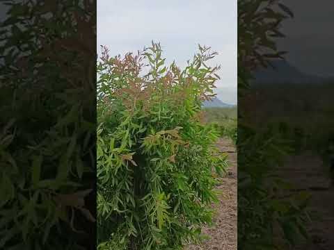 Pohon Bahan Baku Pembuatan Minyak Kayu Putih #kayuputih