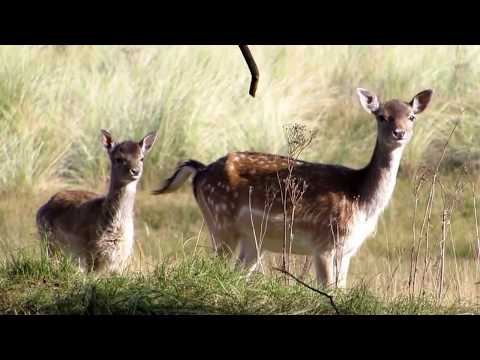 Fallow deer mating season, more wildlife | Dear Kitty. Some blog