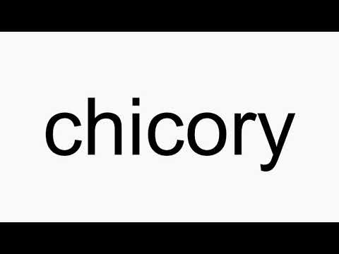 How to pronounce chicory