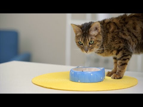 Vetoquinol Lysine Cat Supplements