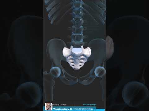 Visual Anatomy 3D - Facts about the sacrum