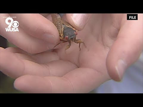 Eating Cicadas: everything you ever wanted to know