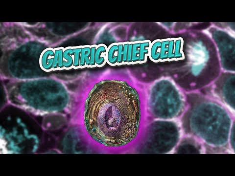 Gastric chief cell (Everything Human Cells) π¬ποΈπΊπβ