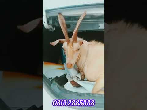 Goat Fancy important beautiful color's Hirakhan pigeon & animals#