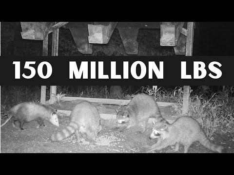 Results from the feeding study in North Carolina