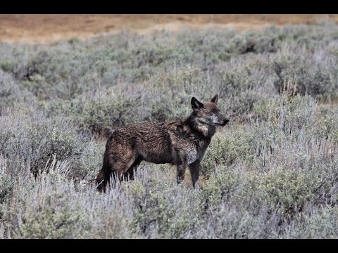THE ALPHA FEMALE WOLF