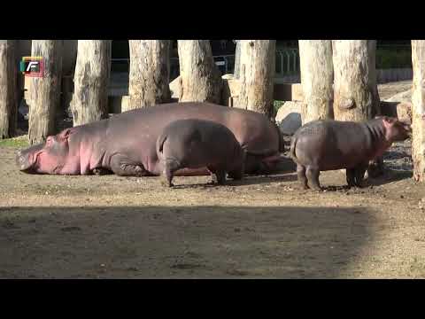 Flodheste i Bunker med unger Marts 2025 – Frederiksberg Lokal TV