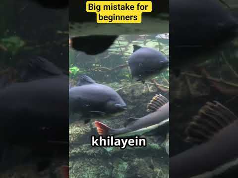 fish tank setup// how to setup fish tank// #shorts// #fish // #aquarium