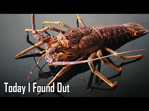 Can Lobsters Really Not Die of Old Age?