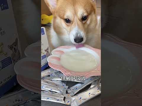 Why Dogs of All Ages Should Drink Goat Milk Powder! #FamilyFoolishness #CorgiLove