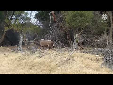 NYALA BUCK OR NYALA ANTELOPE ALSO CALLED INYALA