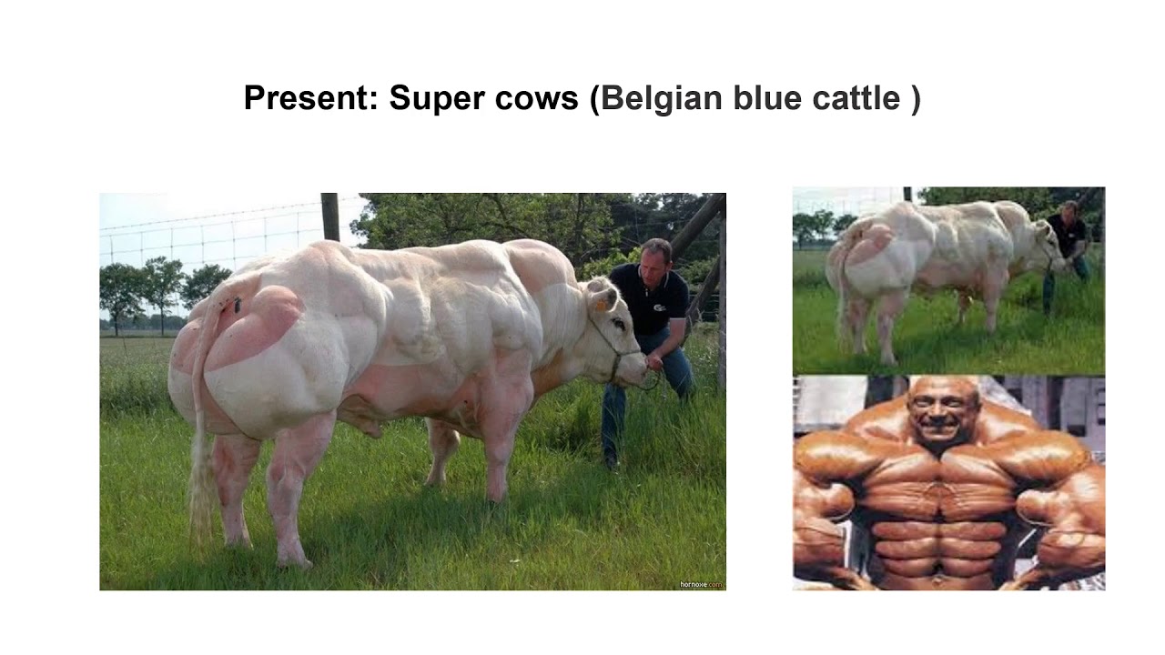 In class activity selective breeding F