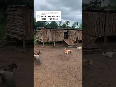 You won’t believe how much land you need to start a goat farm in Africa #farminginafrica #goat