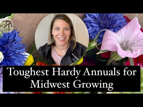 Toughest Hardy Annuals for Midwest Growing : cool flowers : Zone 5 : Iowa : Wild Bird Farm