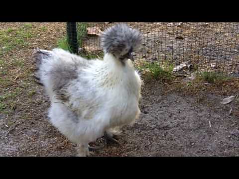 Pompadour is a naughty chicken! – Gabe Feathers McGee