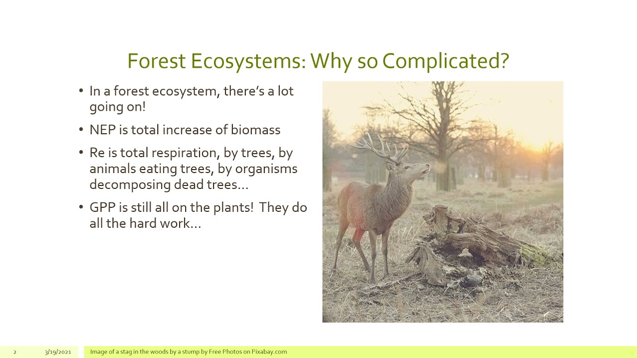 Ecosystem Ecology Chapter: Forest Ecosystems