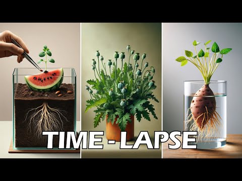 964 days in 30 mins - growing plant time lapse compilation #greentimelapse #gtl #timelapse