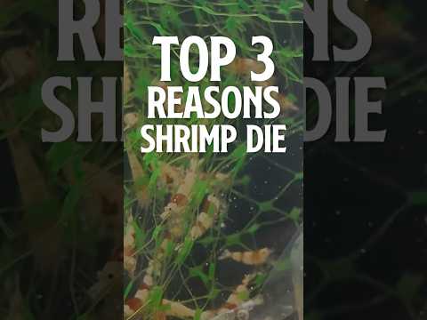 Common Reasons Shrimp Die | Coffee with Flip☕ | Aquarium Podcast