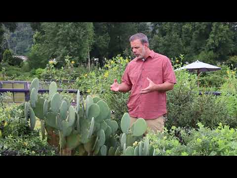 Prickly pear cactus (Opuntia spp.) - Plant Identification