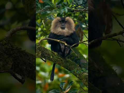 🦧 Wanderu is a lion-tailed macaque.They live 15-20 years, in captivity