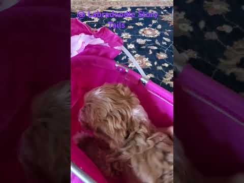Labradoodle puppies tend to love interactions with small children.@ Labradoodle Story Tails