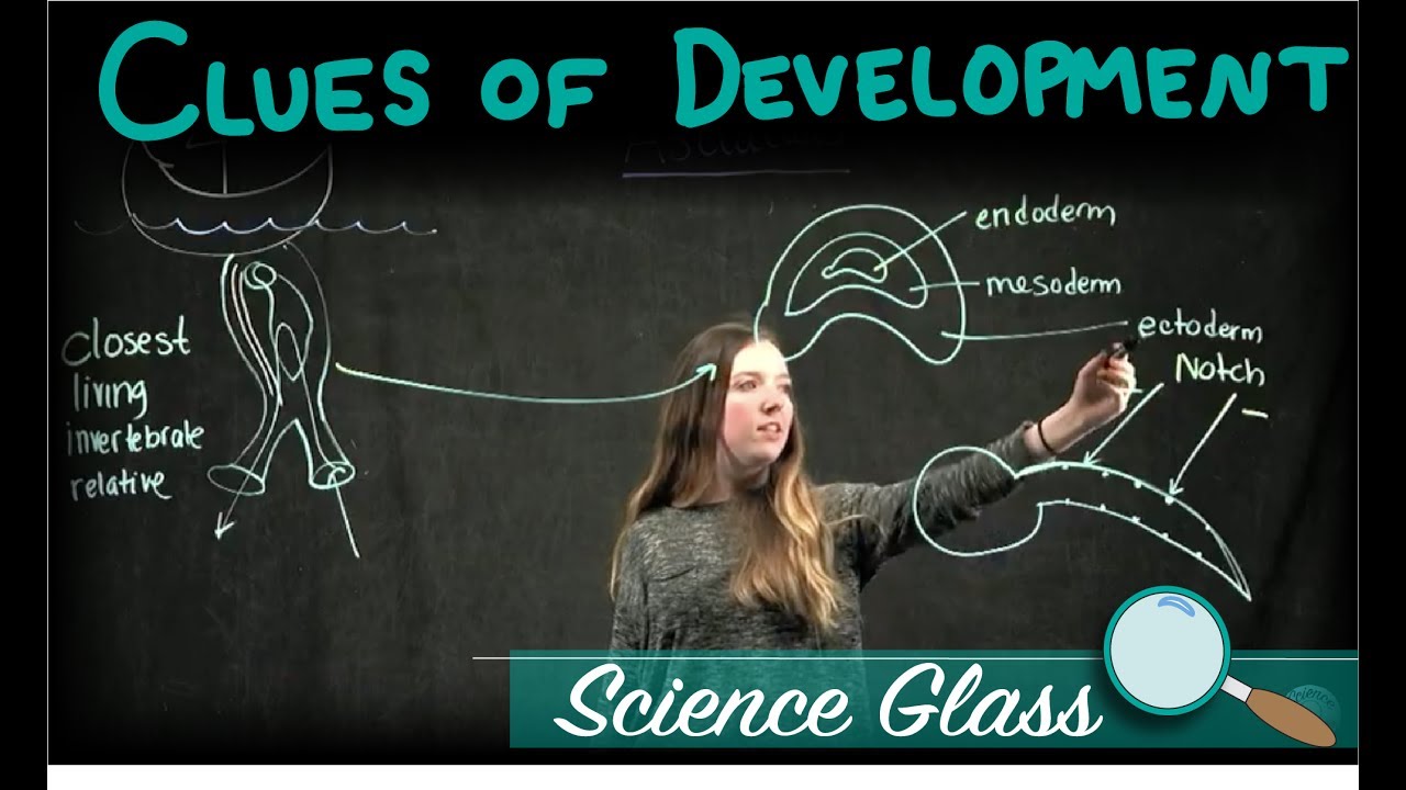 Ascidians and Development