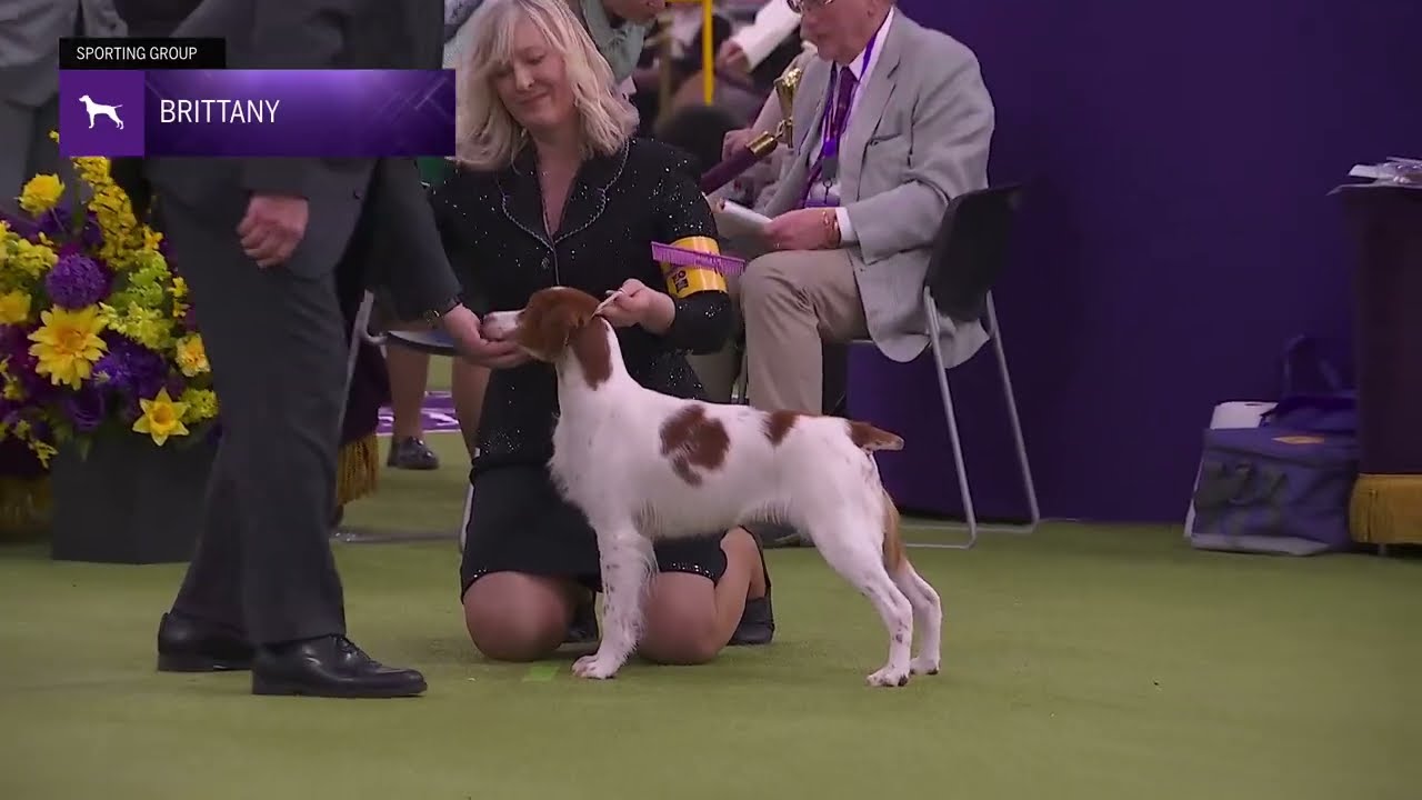 Brittanys | Breed Judging 2026