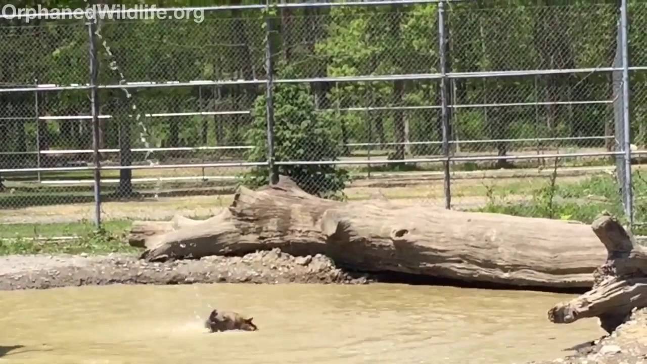 LEO the bear...playtime.