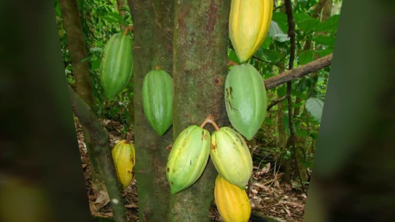 Catas de chocolate