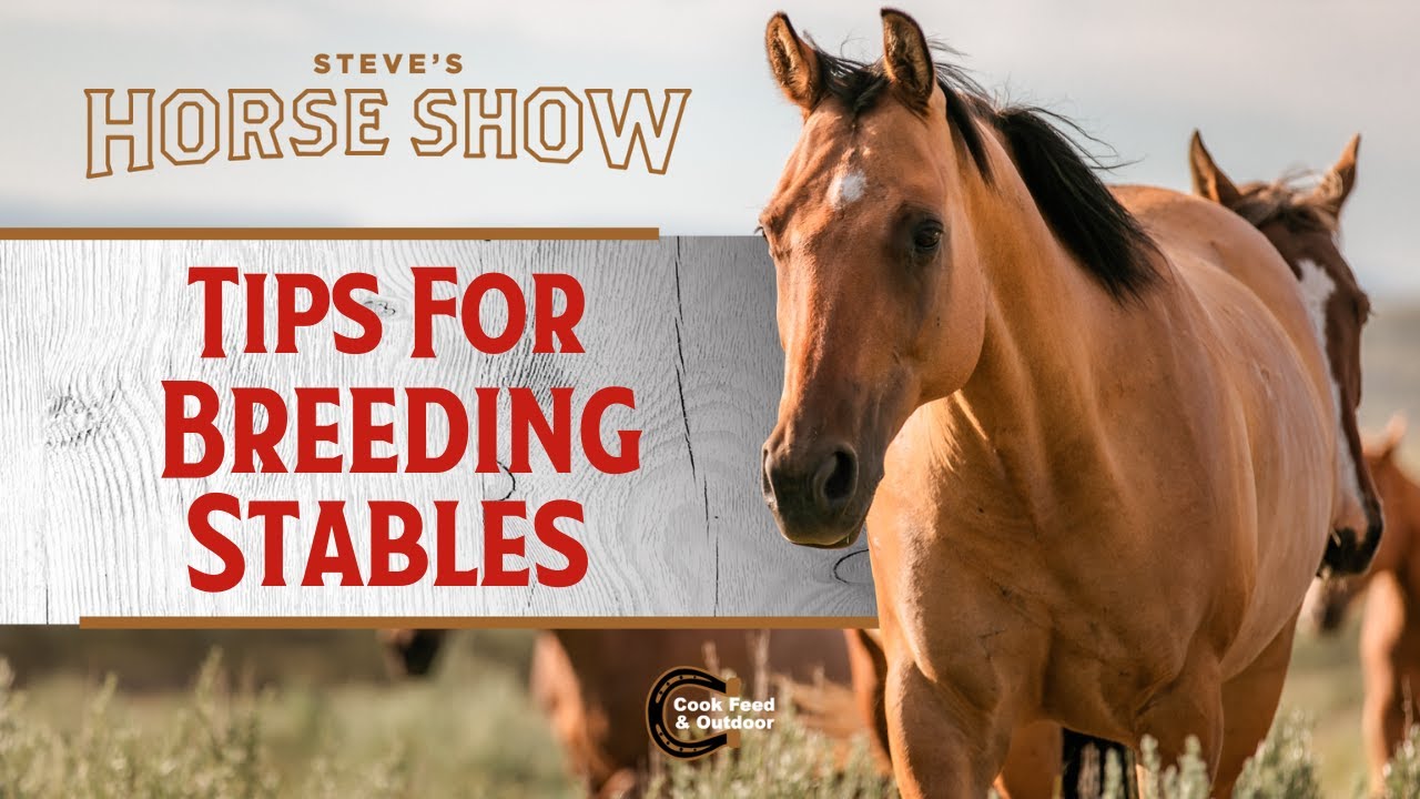 Tips for Breeding Stables