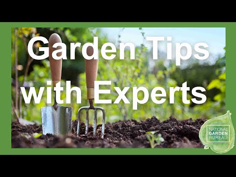 What exactly is a Hybrid plant?