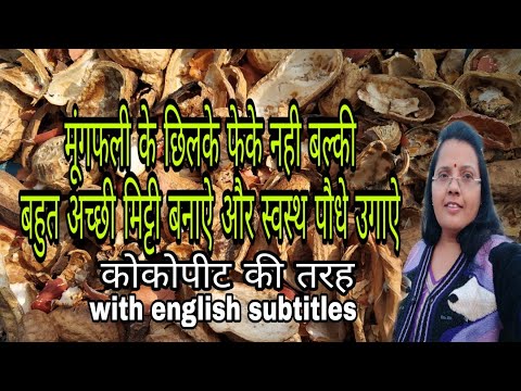 Groundnut Shells at Best Price in India