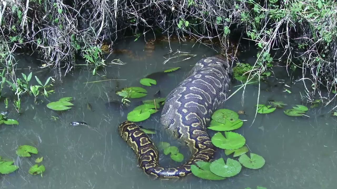 10 Key Differences Between Anacondas and Pythons