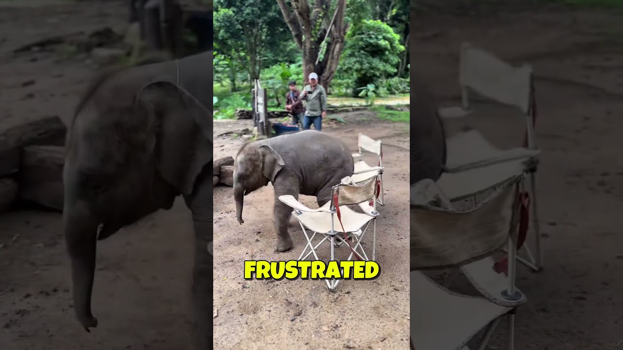This baby elephant just wanted a seat! 🐘 ❤️ 🪑
